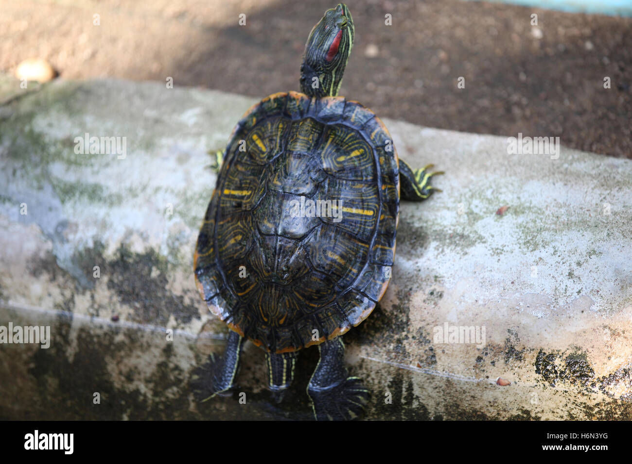 Turtles go about their business, Thailand, South East Asia Stock Photo ...