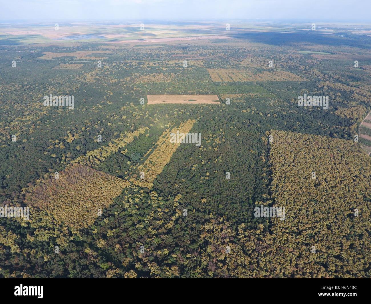 The forest Red forest. Landscape with a bird's eye view Stock Photo - Alamy