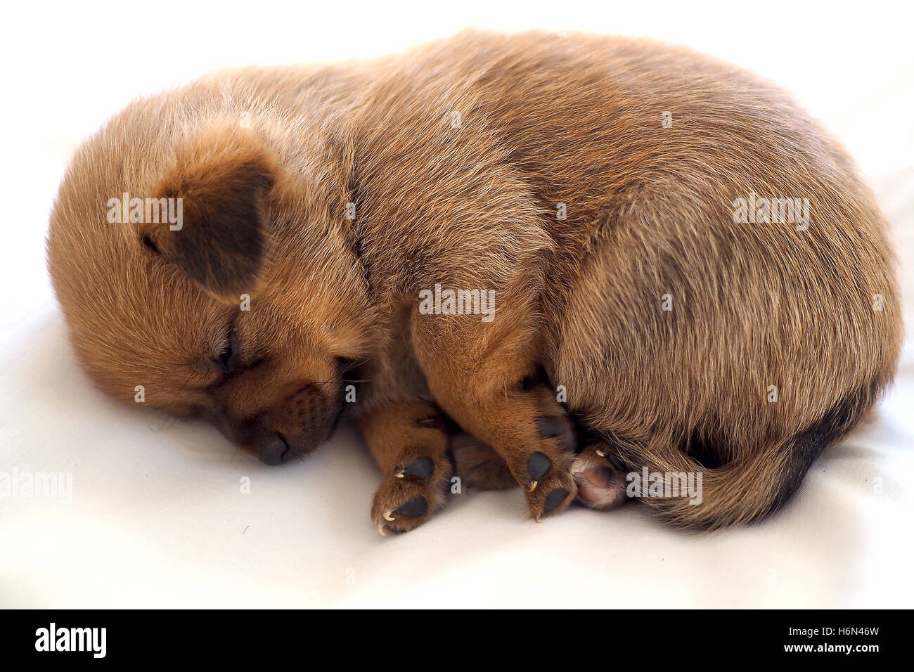 Little puppy, fast asleep on white background Stock Photo - Alamy