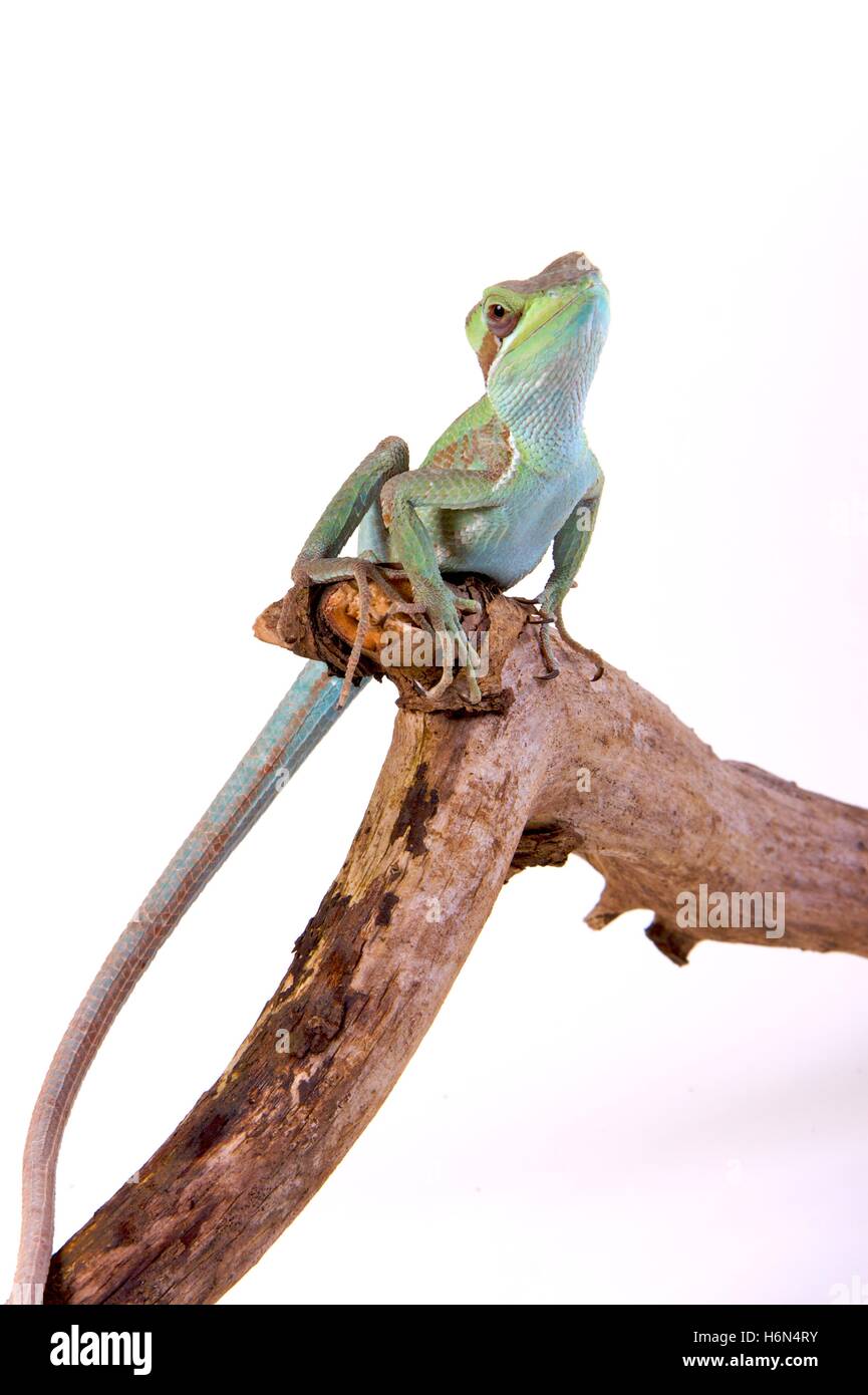 Crown basilisk hi-res stock photography and images - Alamy