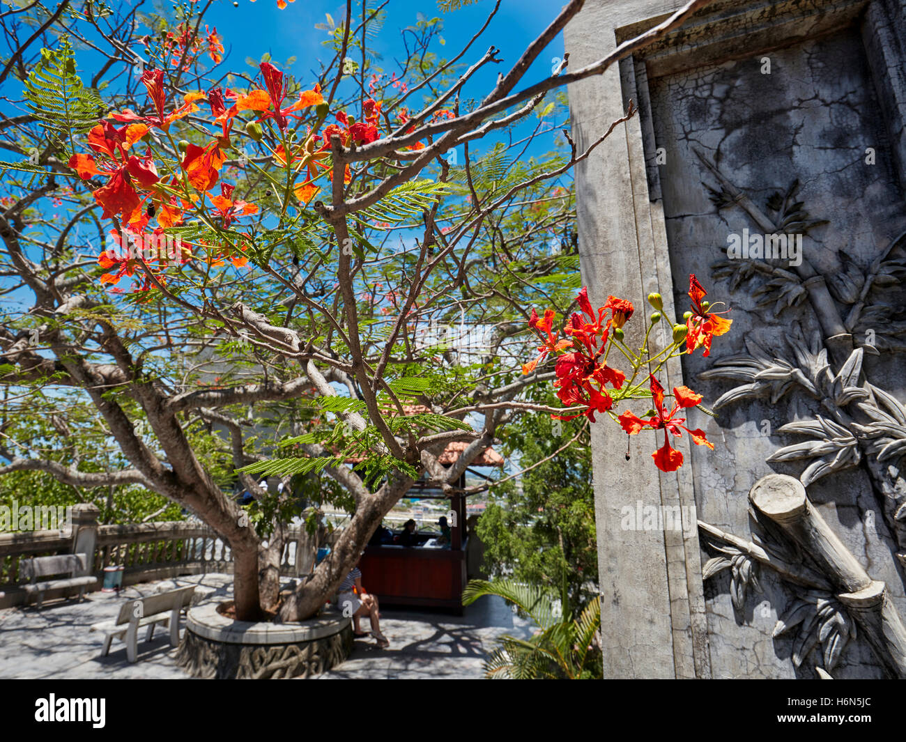 Royal Poinciana (Flame Tree) The Marble Mountains, Da Nang, Vietnam ...