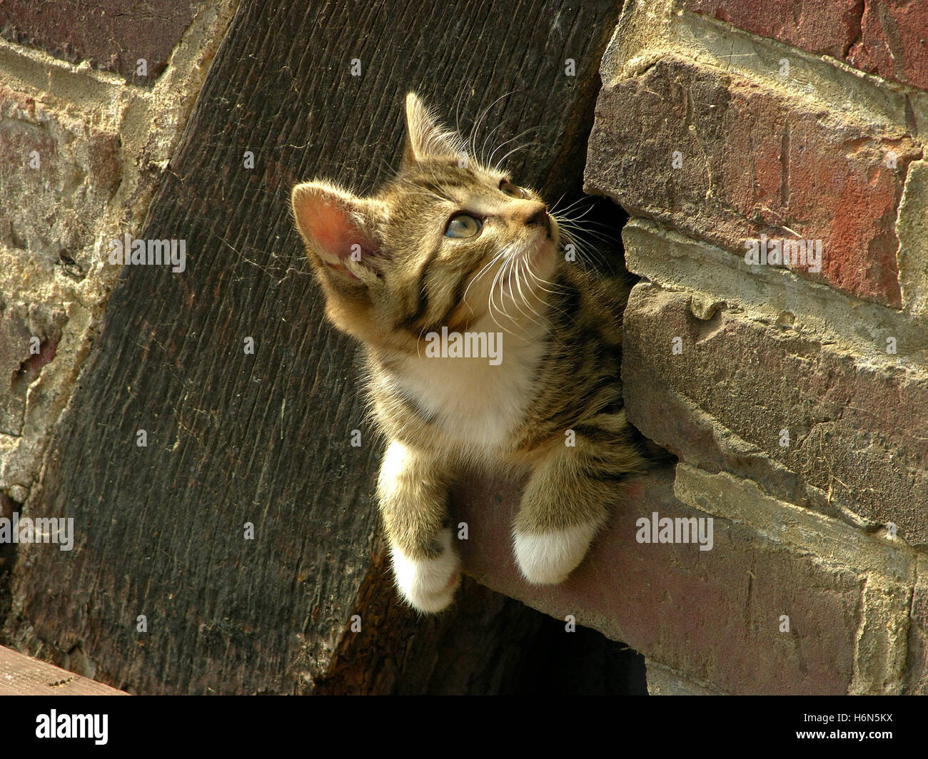 Animals smooch cute hi-res stock photography and images - Alamy