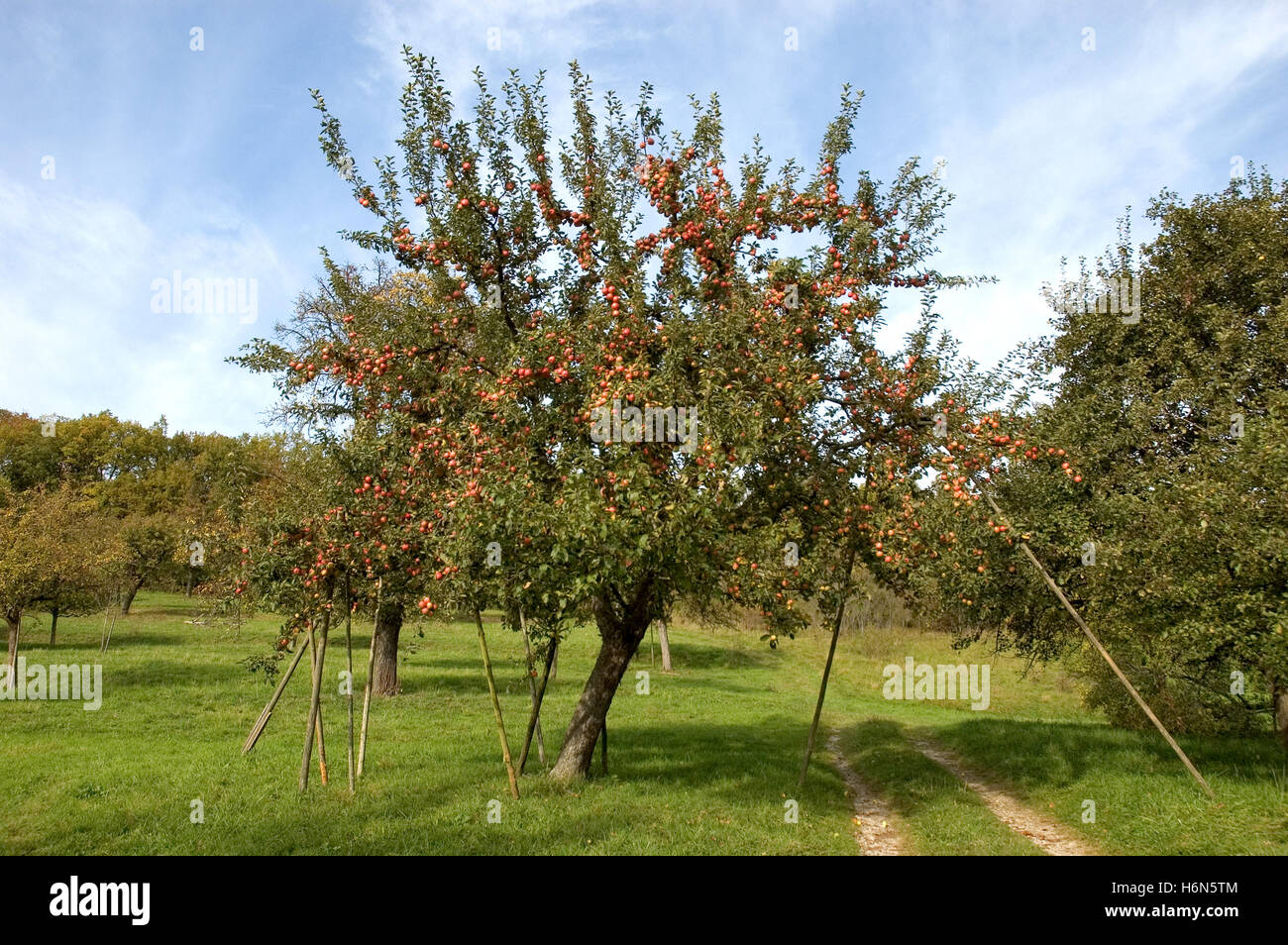Heavy apple tree hi-res stock photography and images - Alamy