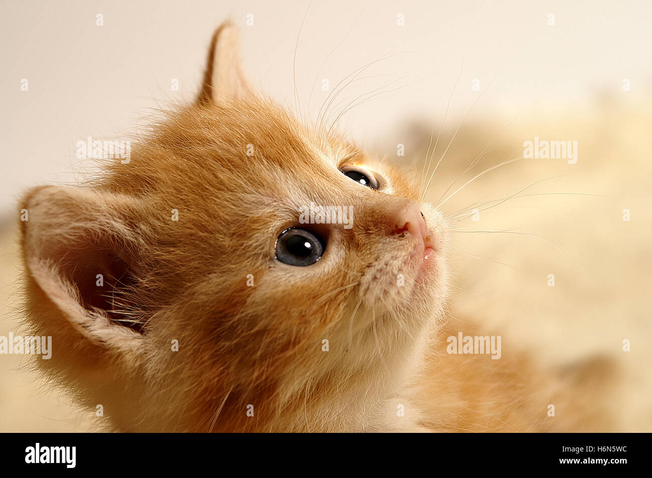 Big kitties hi-res stock photography and images - Alamy