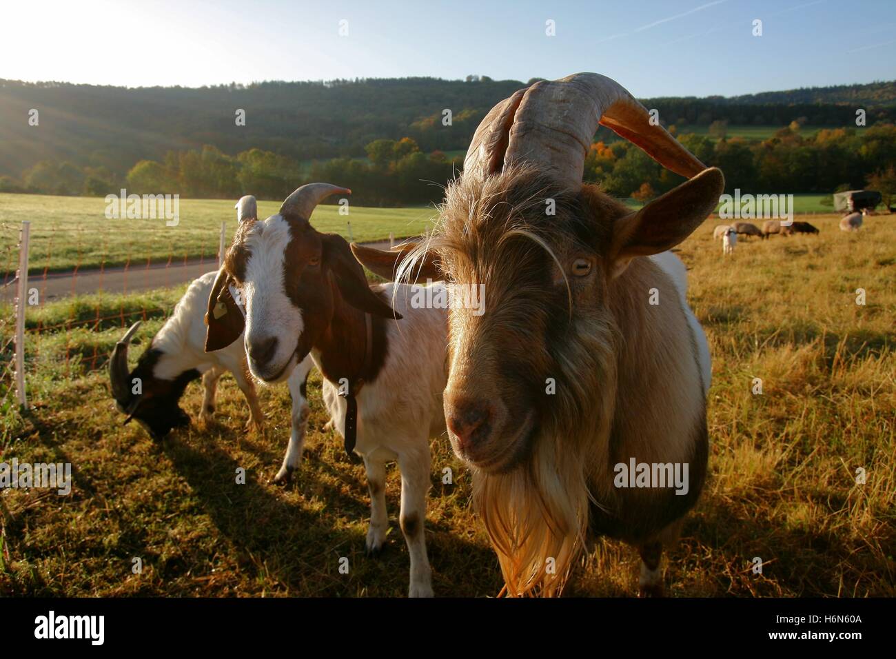 goat family Stock Photo - Alamy