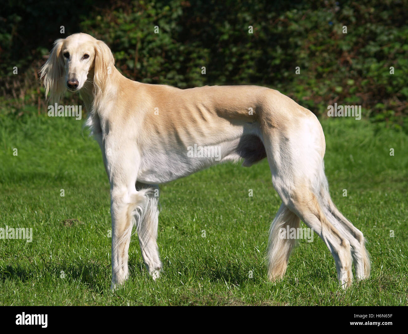 Saluki greyhound hi-res stock photography and images - Alamy