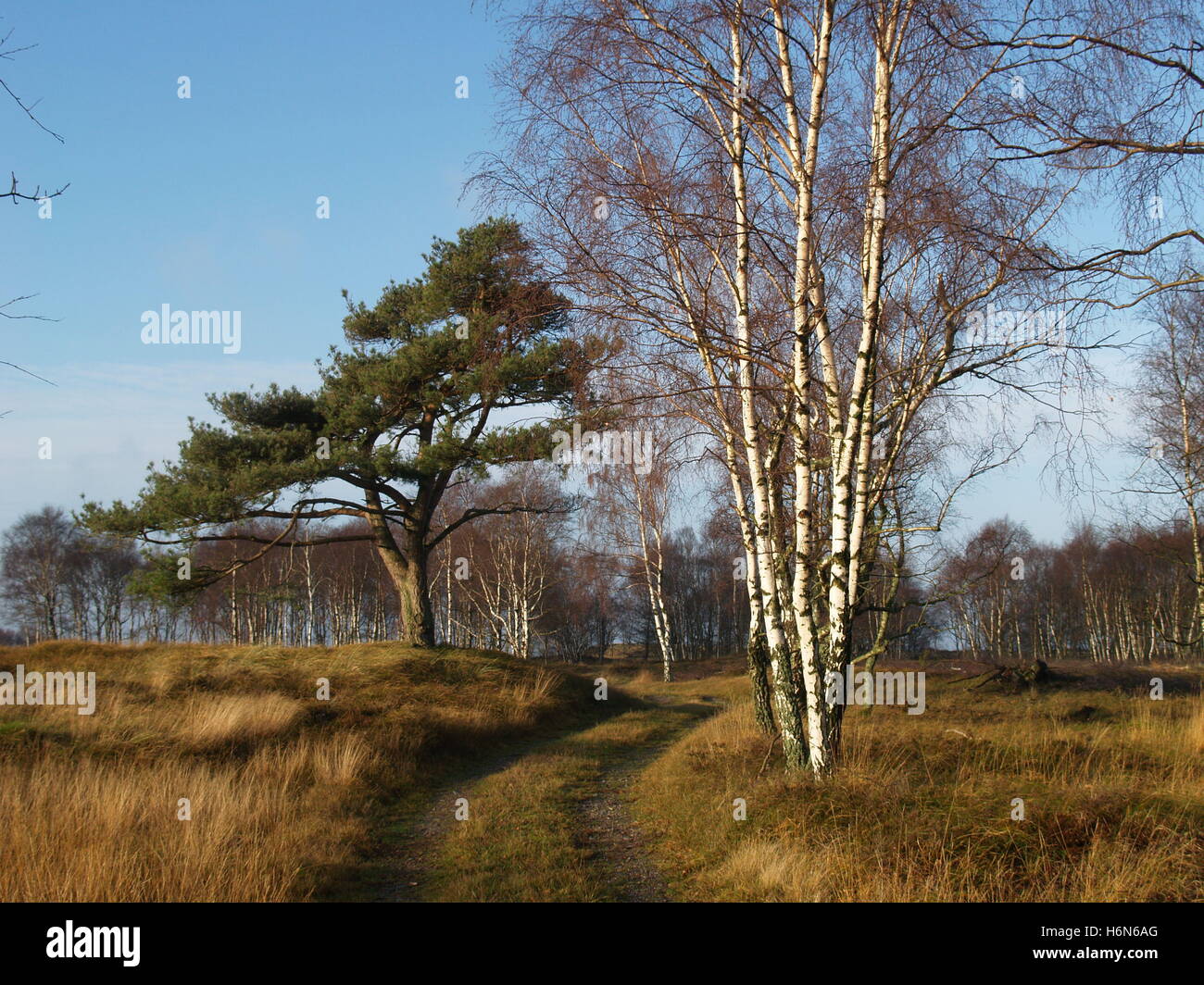 laeso parkland 1 Stock Photo - Alamy