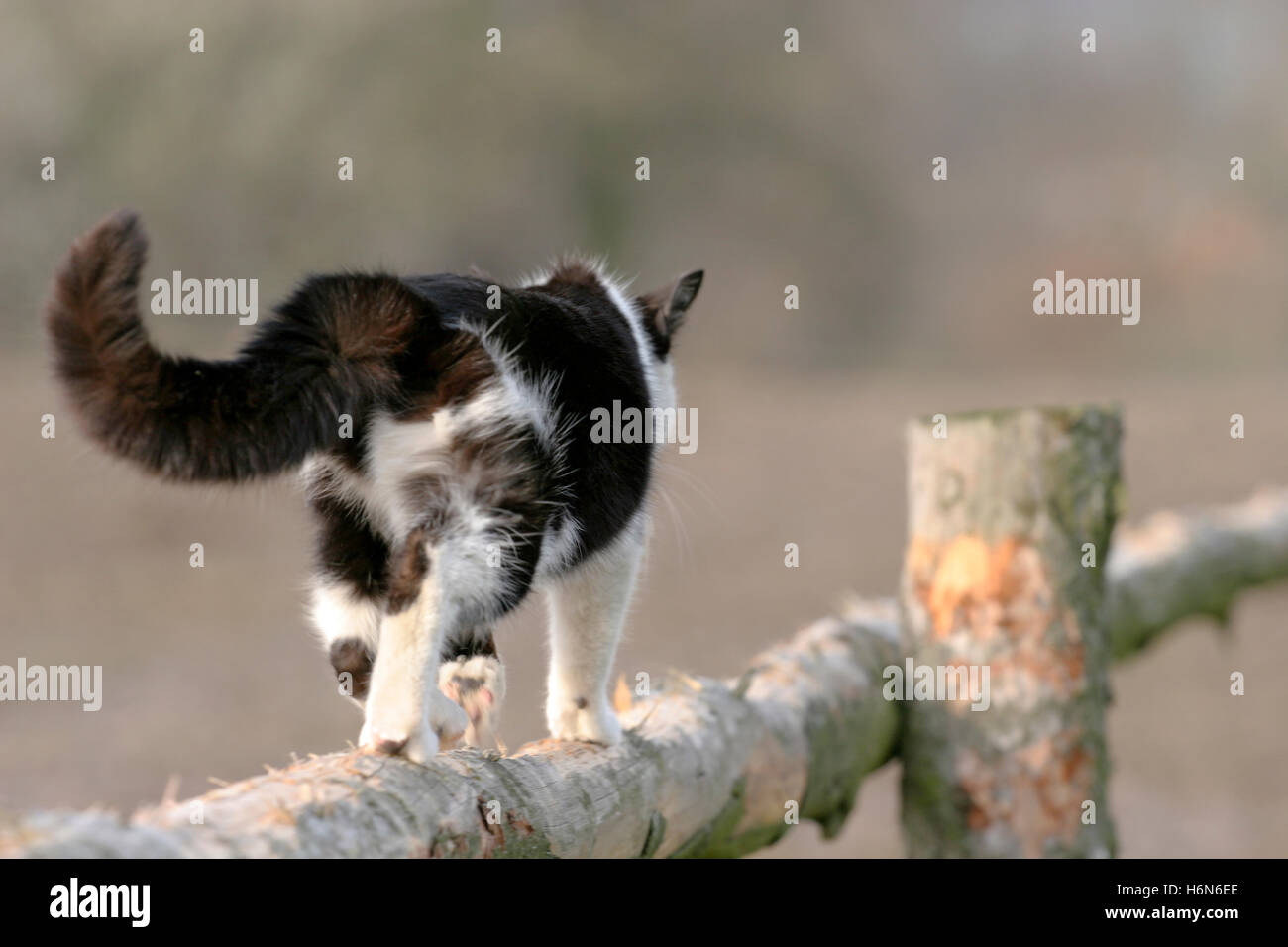 Cat equilibrium hi-res stock photography and images - Alamy