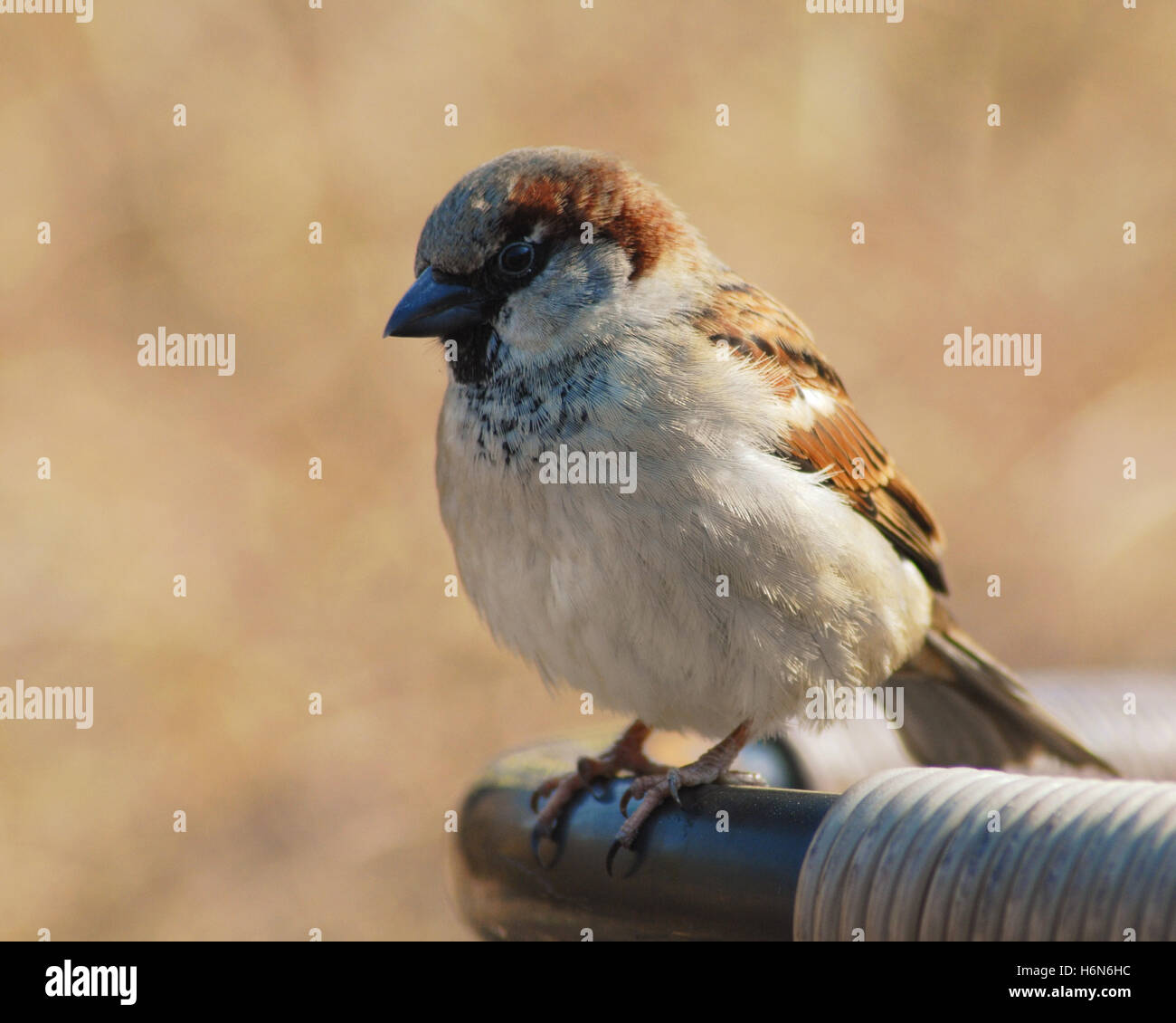 Birds eyes hi-res stock photography and images - Alamy