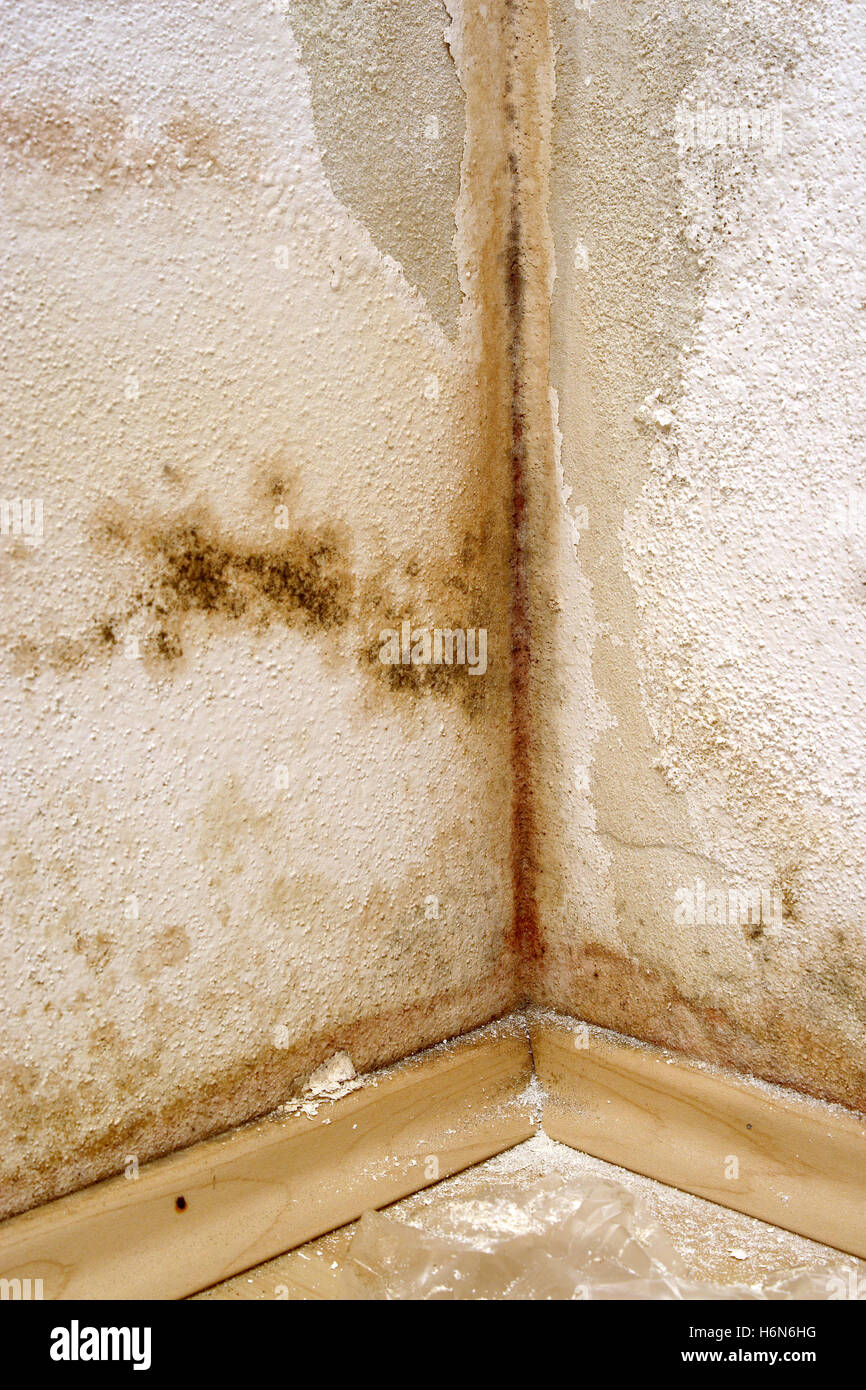 Moisture damage hi-res stock photography and images - Alamy