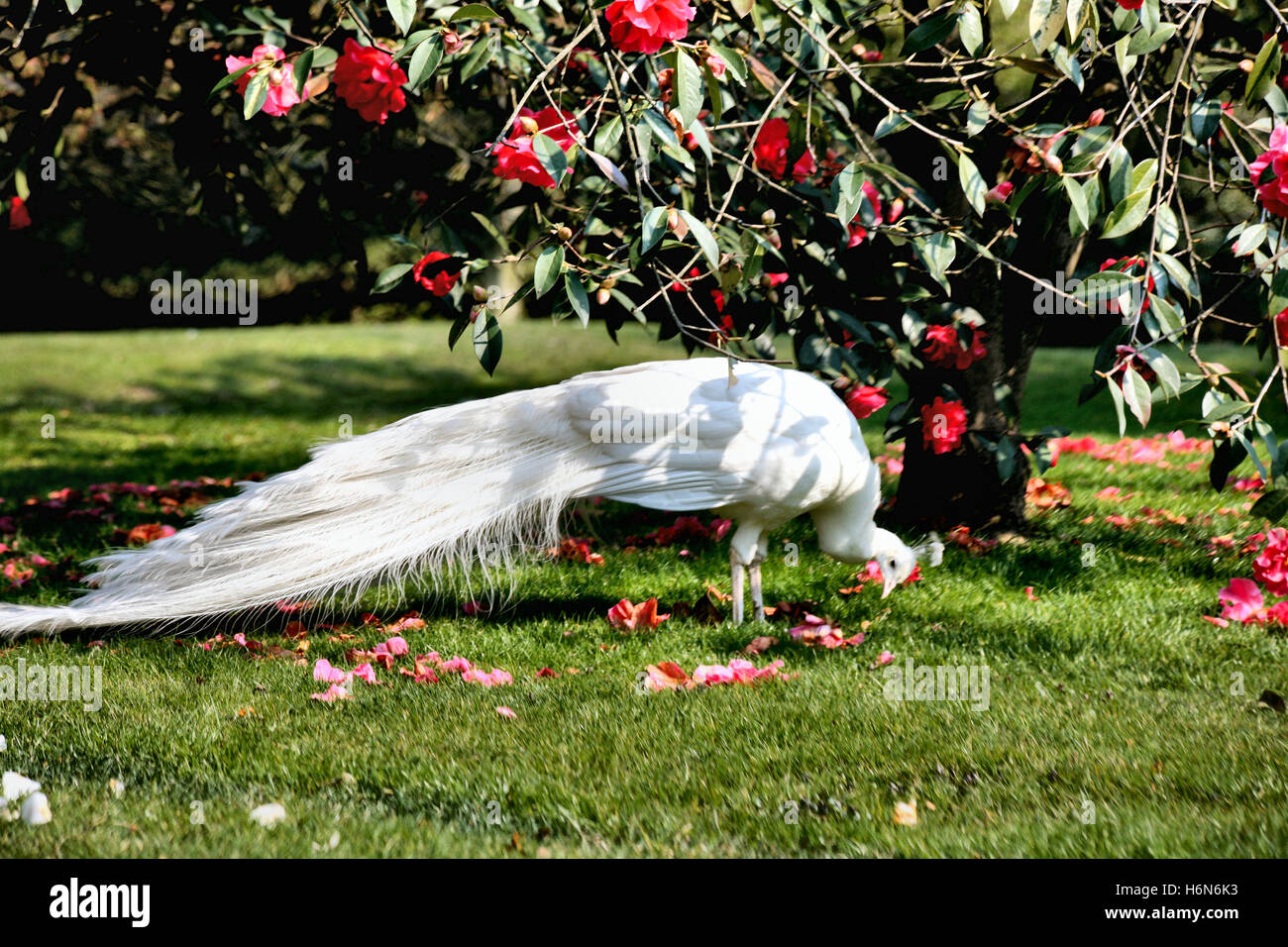 Birds of eden hi-res stock photography and images - Alamy