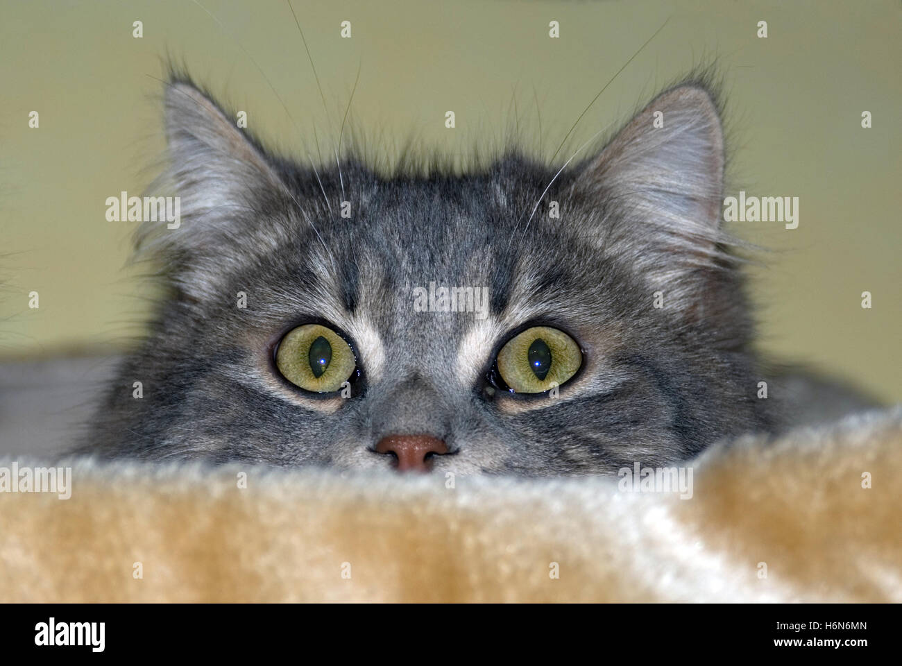 Animals curiosity hi-res stock photography and images - Alamy