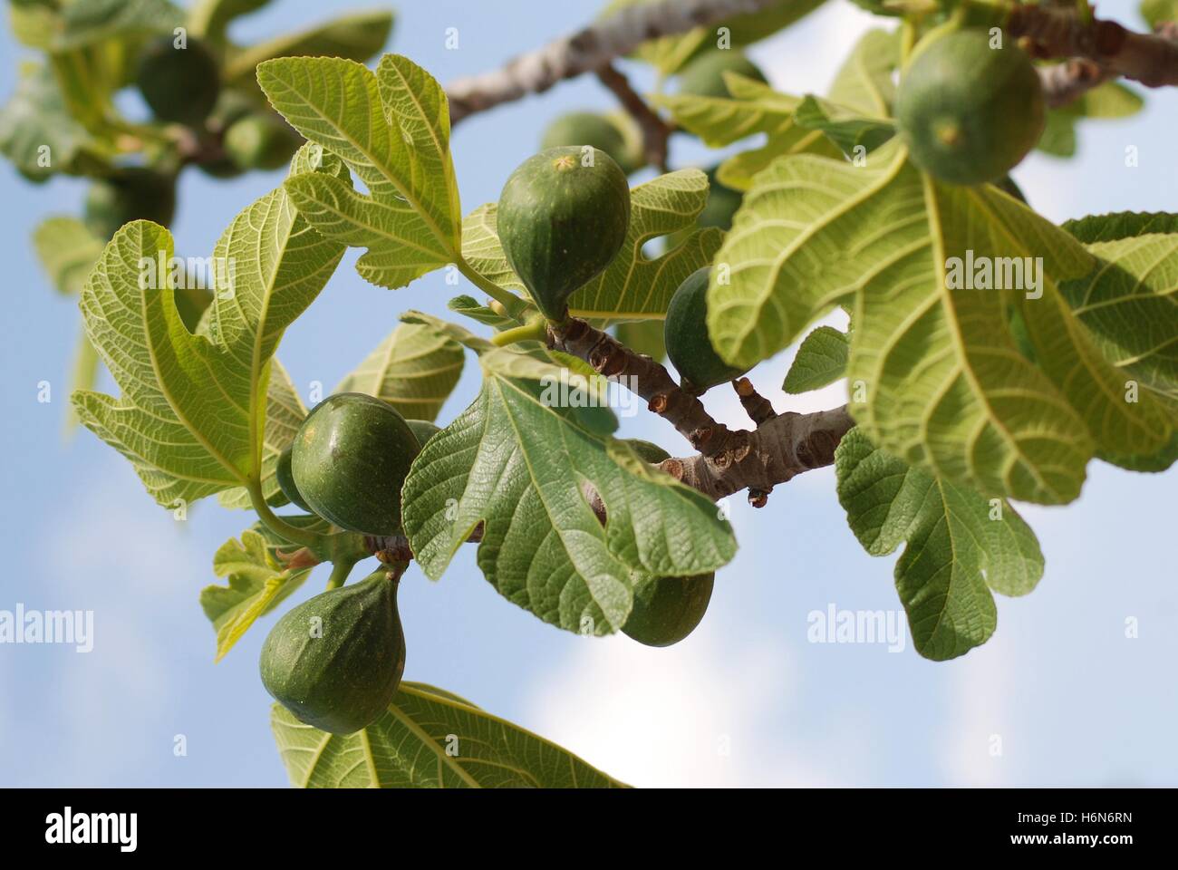 Fig trees israel hi-res stock photography and images - Alamy