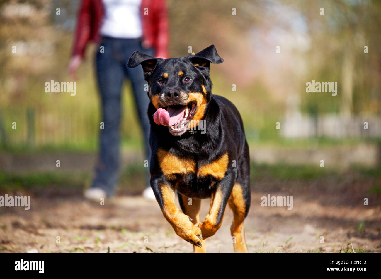 Playing fetch drawing hi-res stock photography and images - Alamy