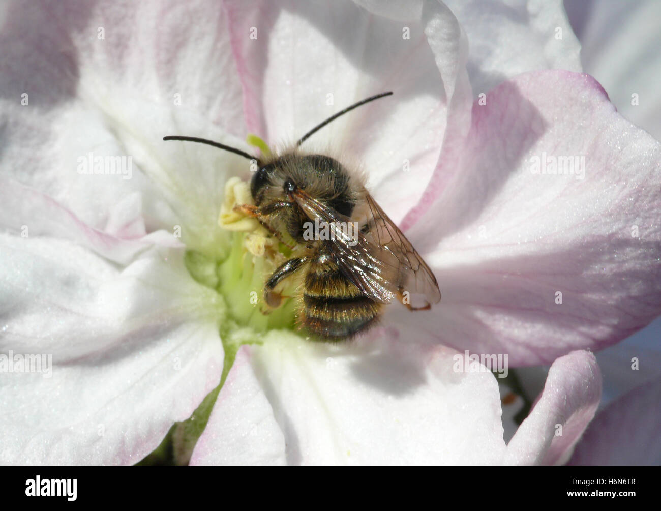 Take insects hi-res stock photography and images - Alamy