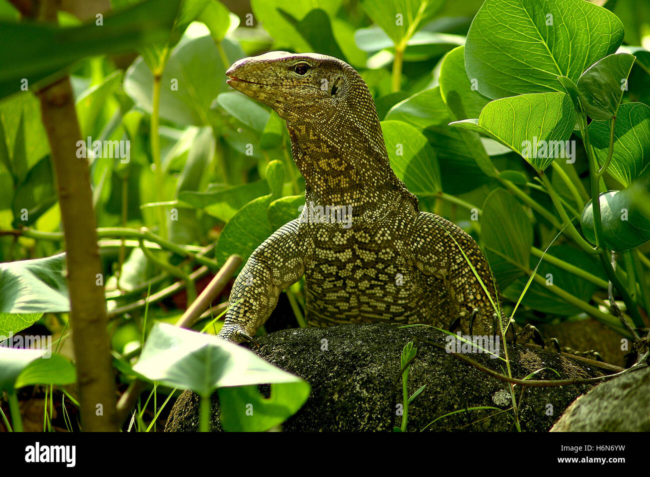Amphibians lizards hi-res stock photography and images - Alamy