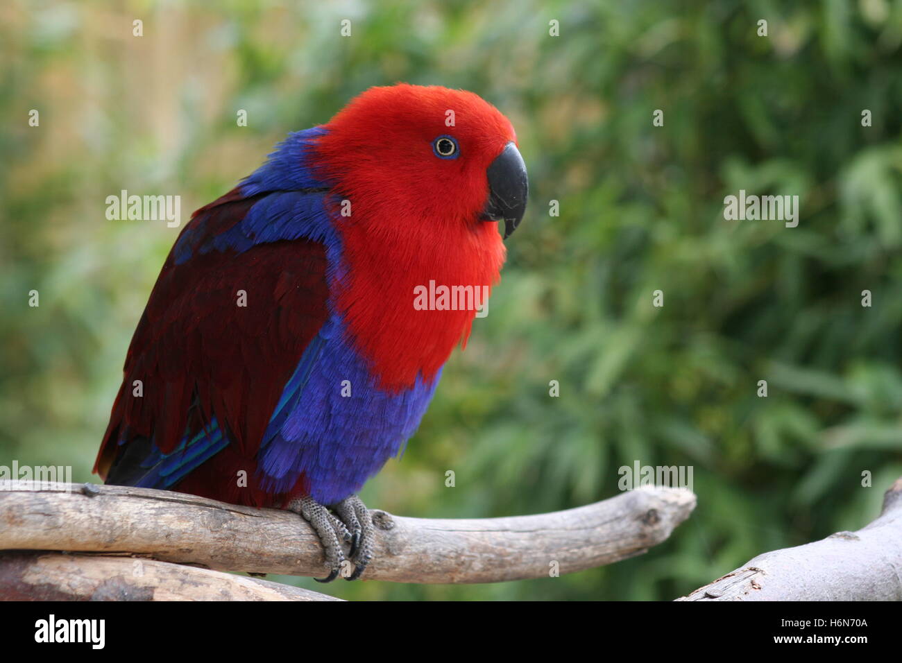 Glaring birds hi-res stock photography and images - Alamy