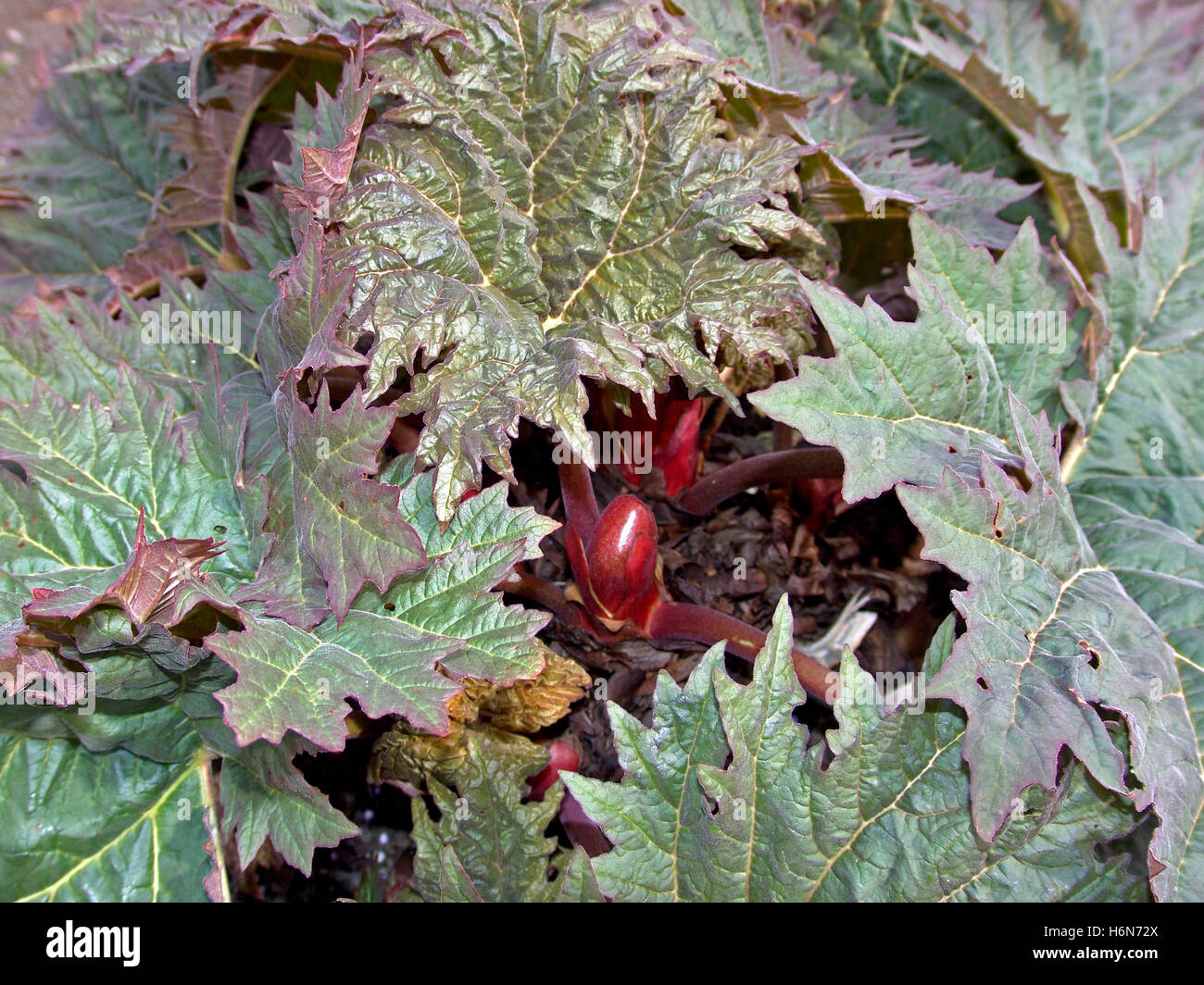 Rheum palmatum leaf and bud hi-res stock photography and images - Alamy
