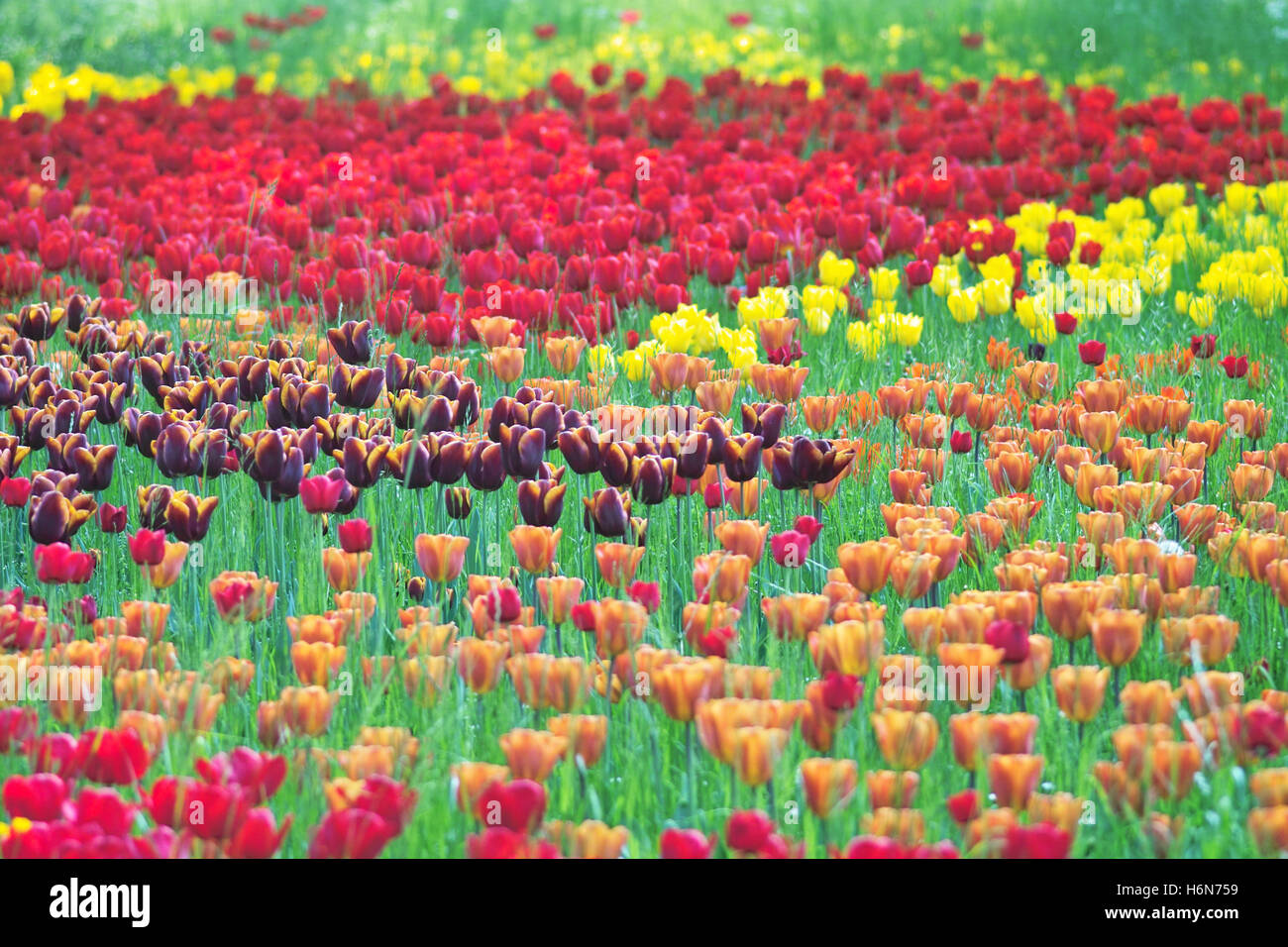 play of colors Stock Photo - Alamy