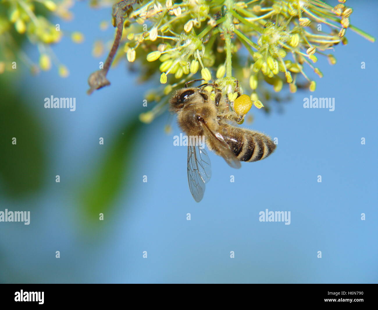 Pond spiders hi-res stock photography and images - Alamy