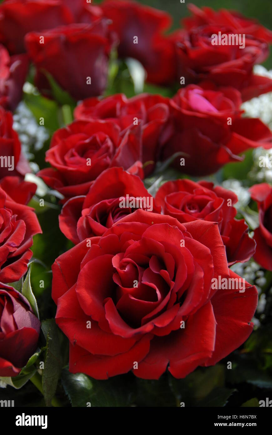 40 roses hi-res stock photography and images - Alamy