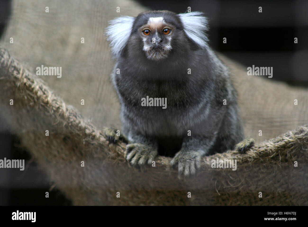 Marmosets hi-res stock photography and images - Alamy