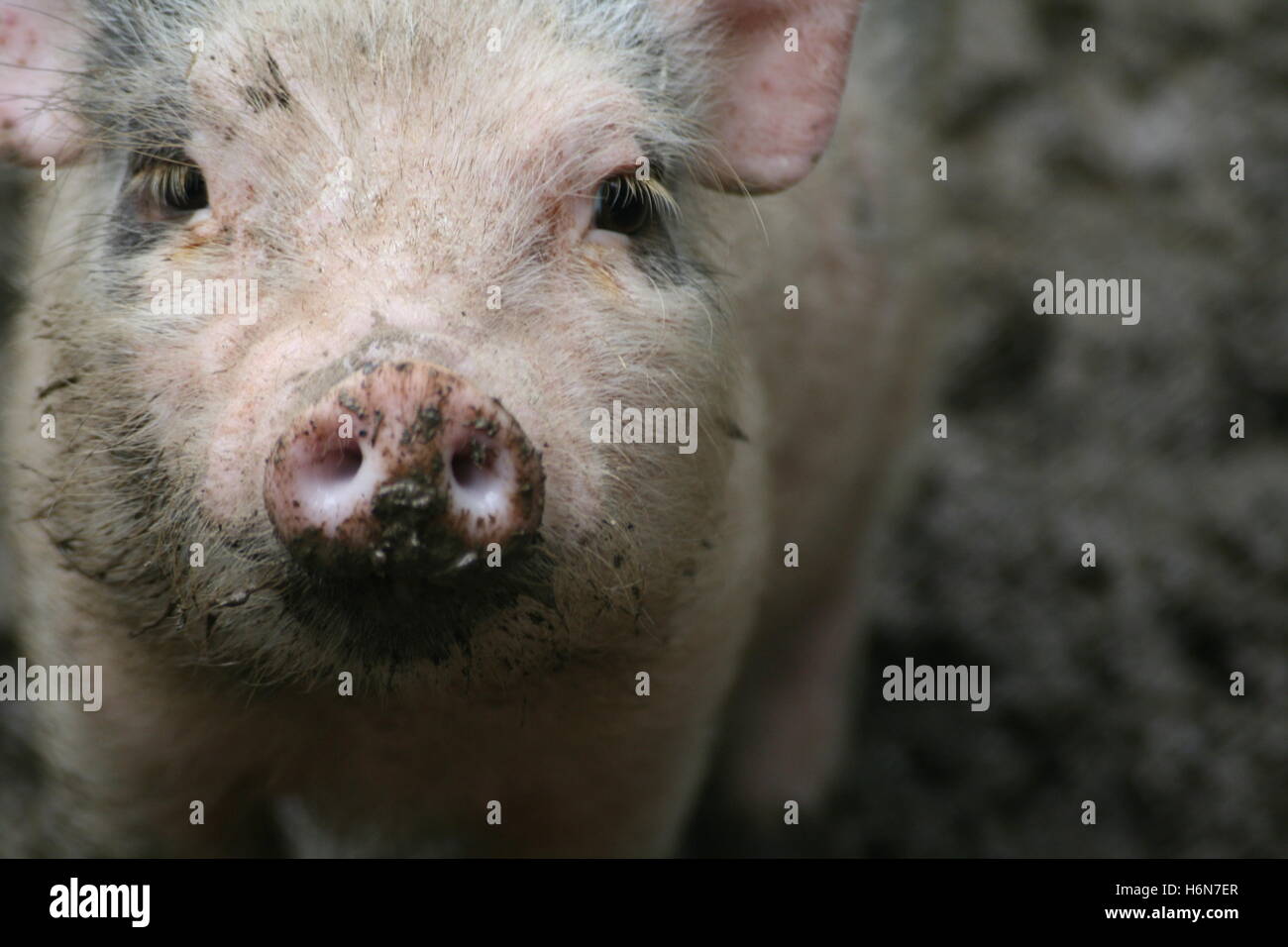 Pig chase hi-res stock photography and images - Alamy
