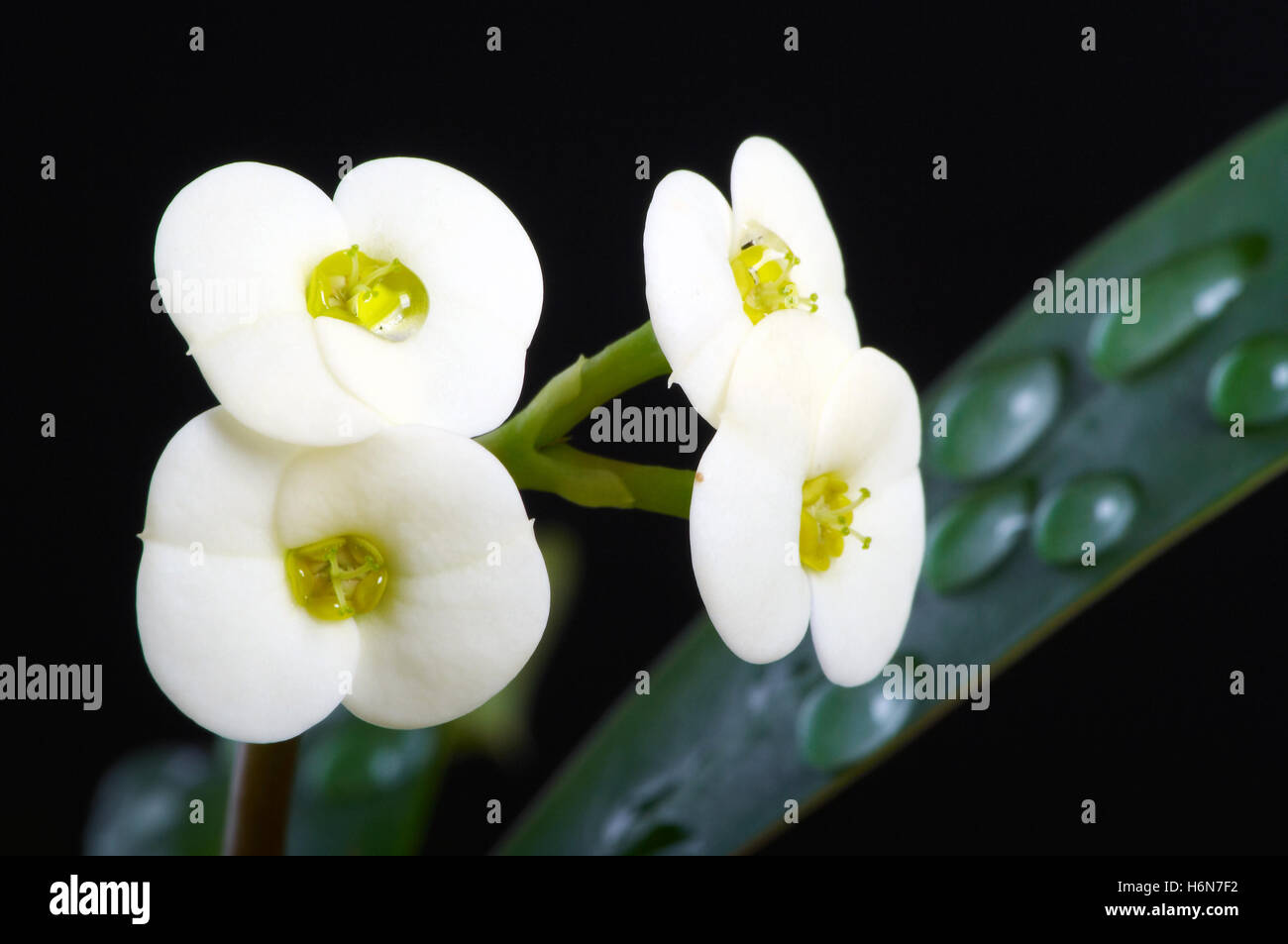 Christ thorn hi-res stock photography and images - Alamy