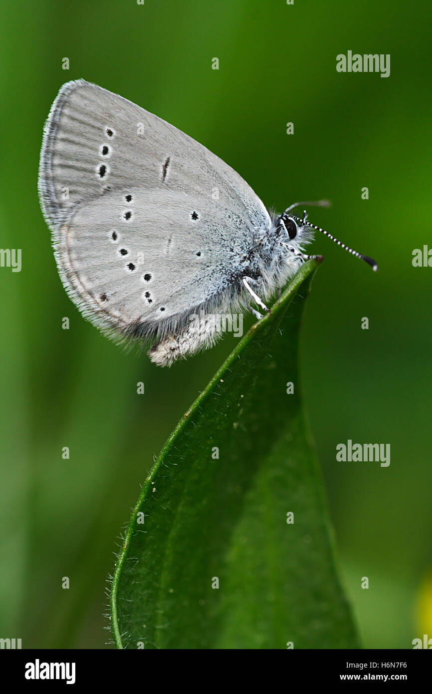 Dwarf spiders hi-res stock photography and images - Alamy