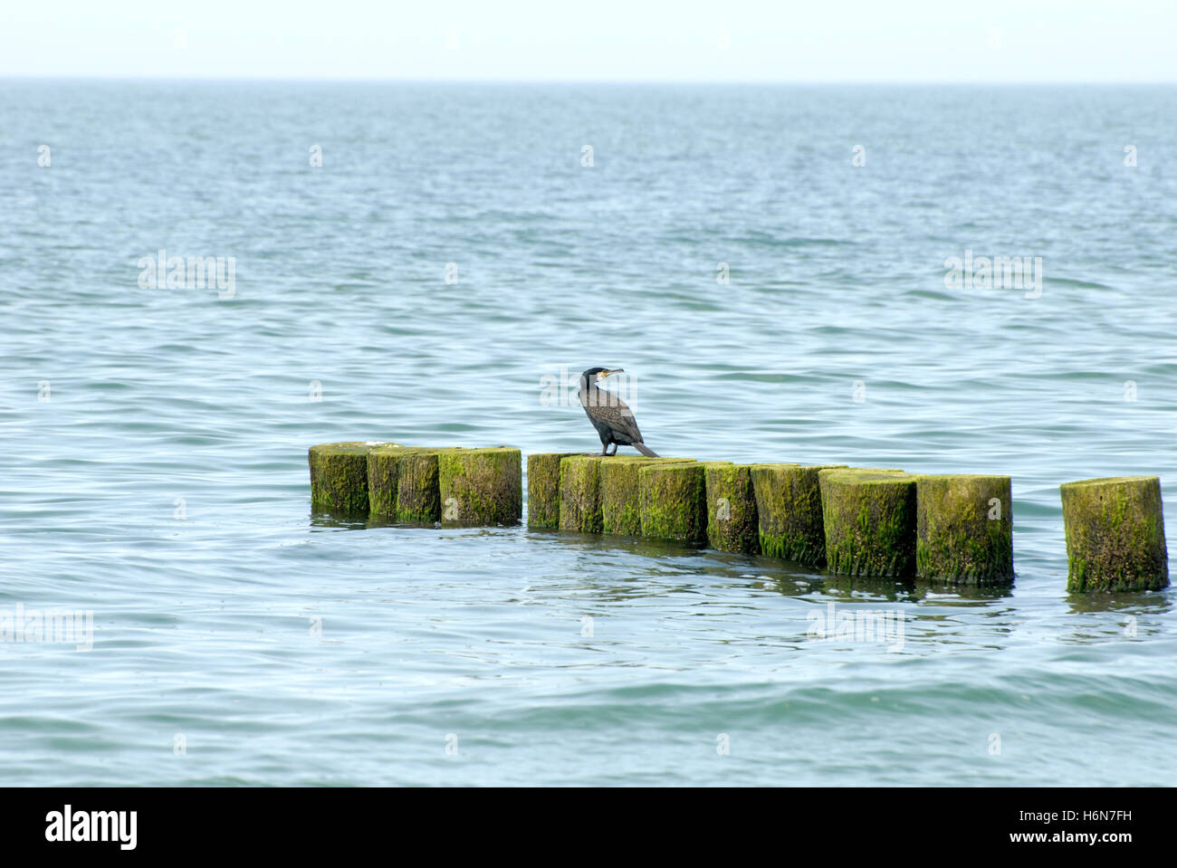 Horizon birds hi-res stock photography and images - Alamy