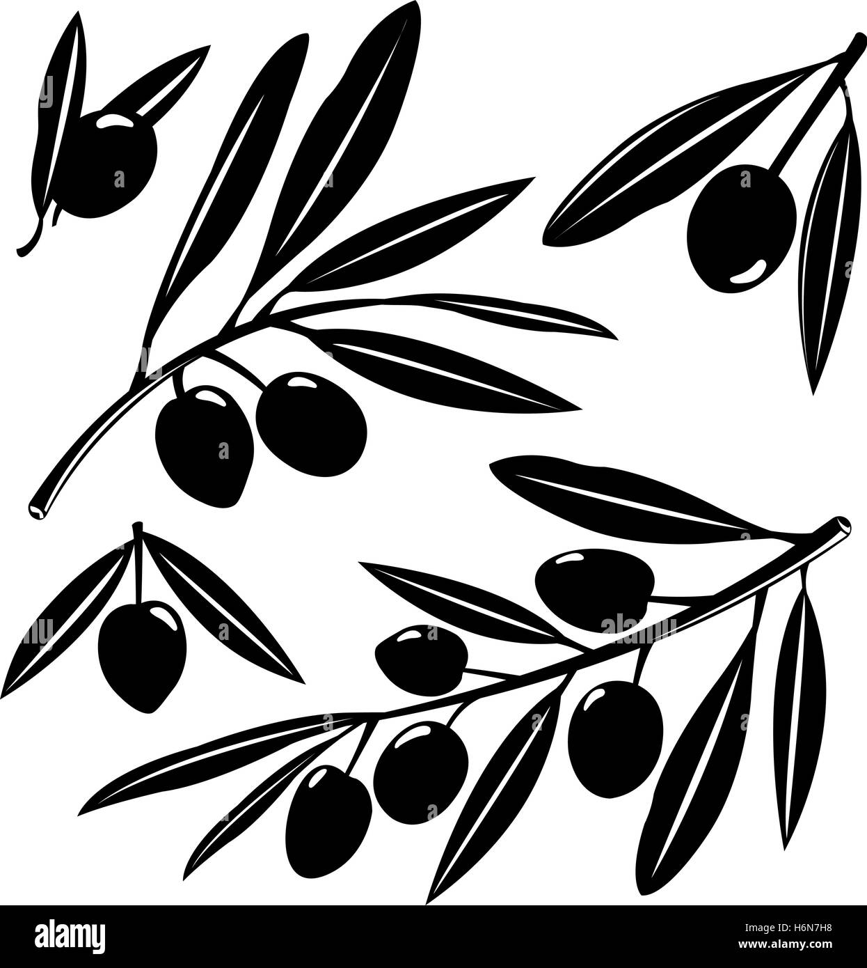 Twig of olive tree branch with fruits. Set of olive tree branches with ...