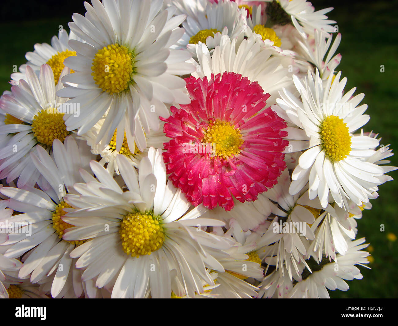 bouquet of daisies Stock Photo - Alamy
