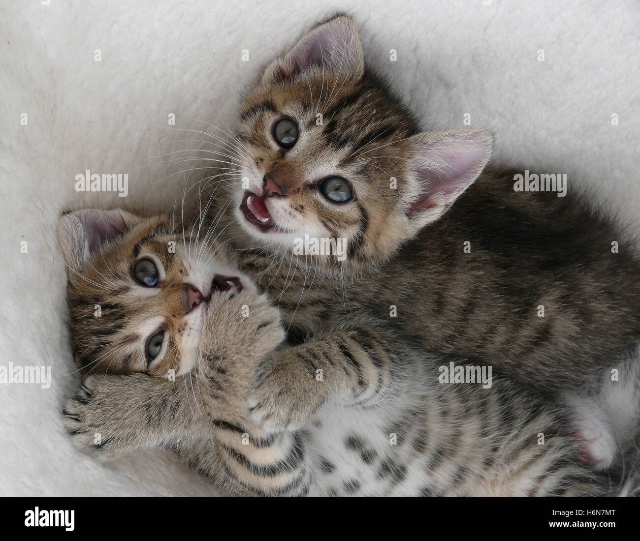 home animals Stock Photo - Alamy