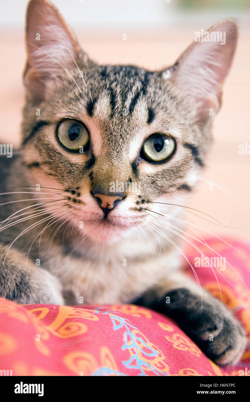 Indoor animals hi-res stock photography and images - Alamy