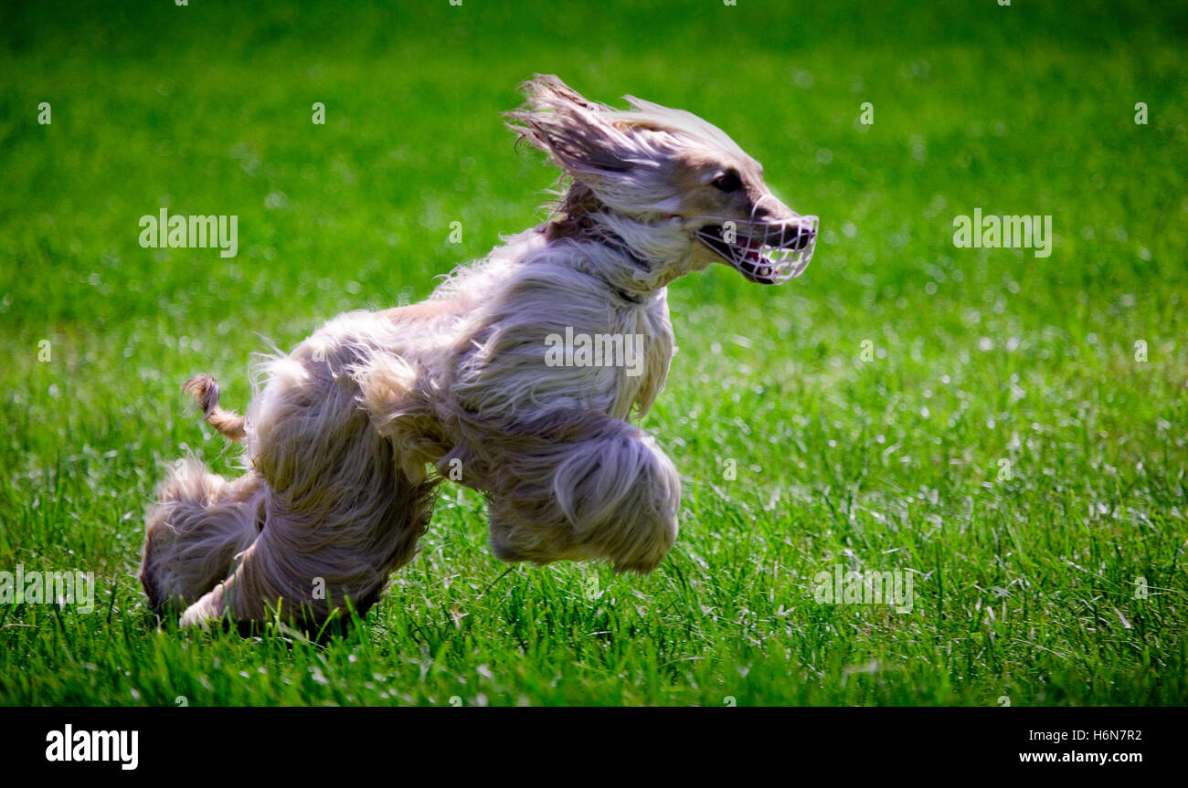 Tazi dog hi-res stock photography and images - Alamy
