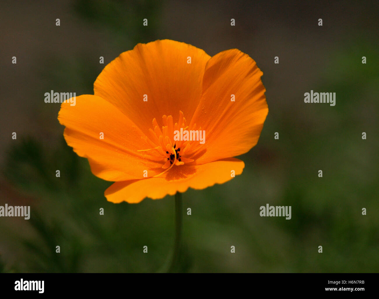 Californian poppy garden hi-res stock photography and images - Alamy