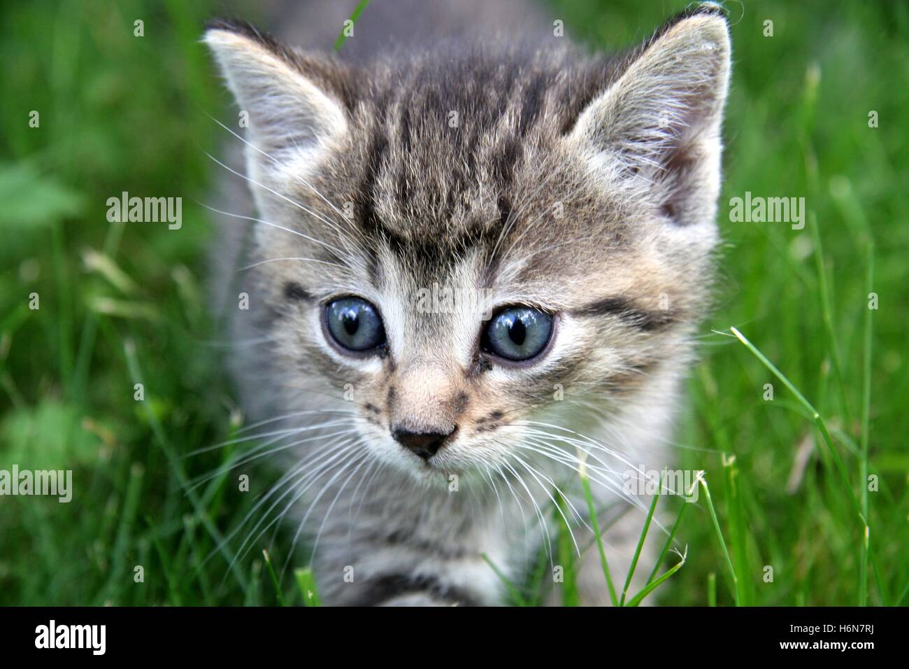 Young animals nibble hi-res stock photography and images - Alamy