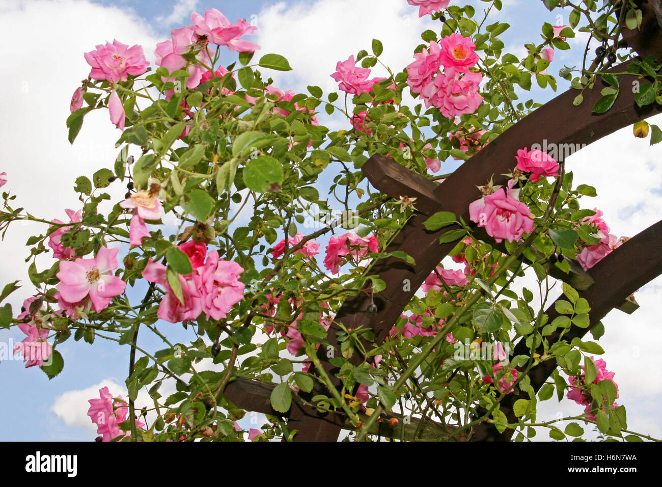Climbing roses hi-res stock photography and images - Alamy