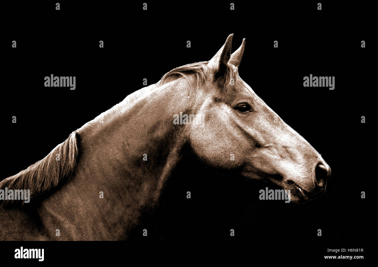 Horse head profile hi-res stock photography and images - Alamy