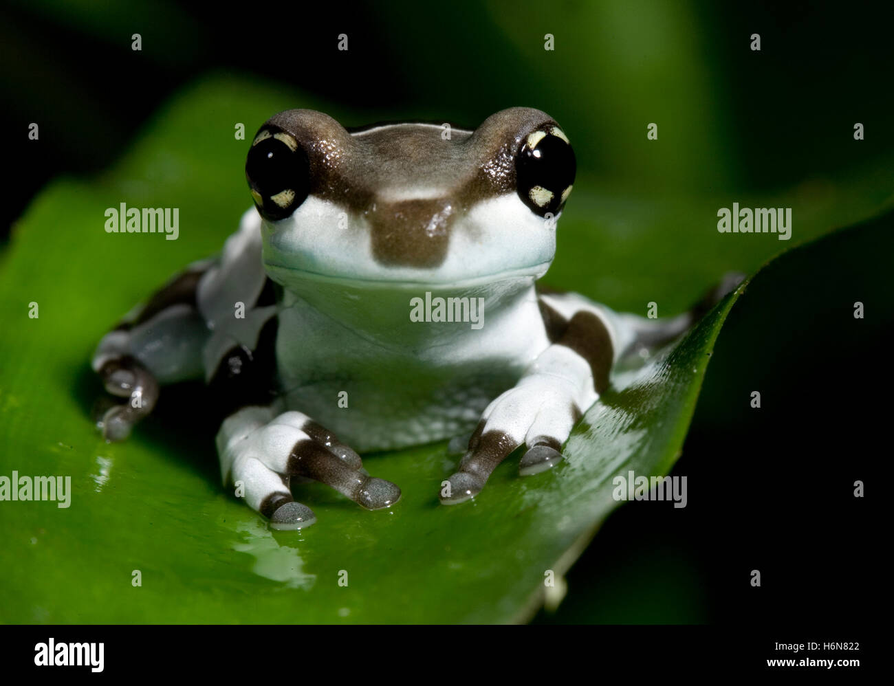 Milk frog hi-res stock photography and images - Alamy