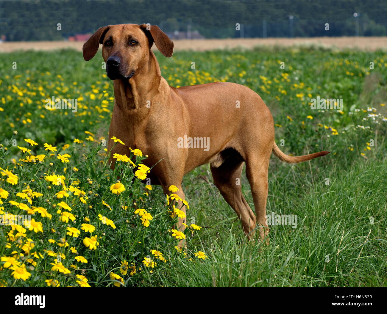 Rhodesian ridgeback hunt hi-res stock photography and images - Alamy