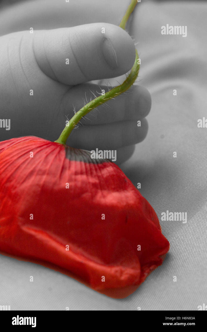 Baby poppy hi-res stock photography and images - Alamy