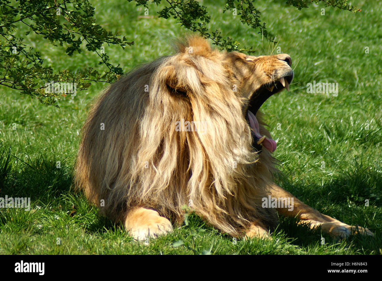 Animals with big teeth hi-res stock photography and images - Alamy