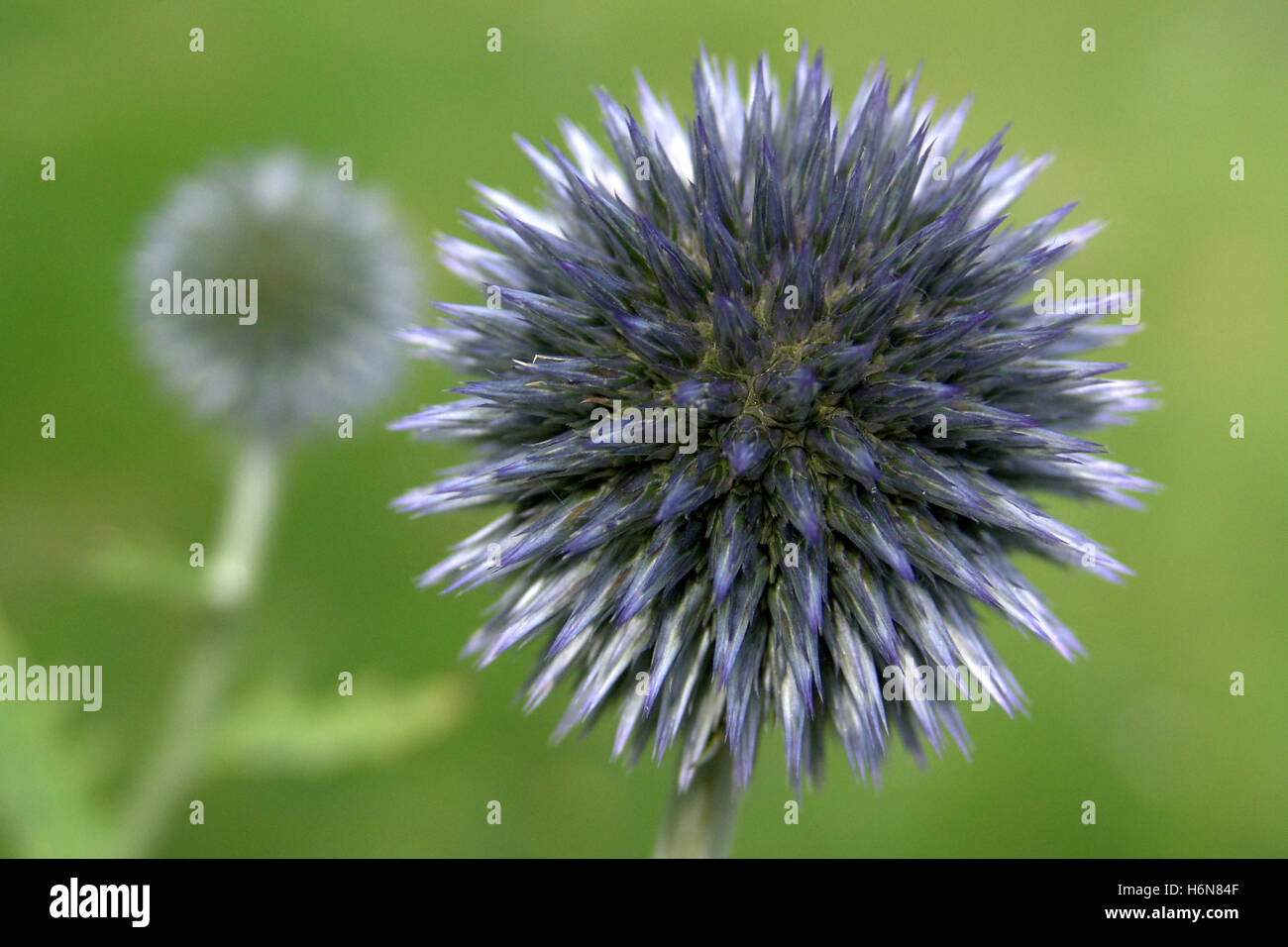 Blue thistles hi-res stock photography and images - Alamy