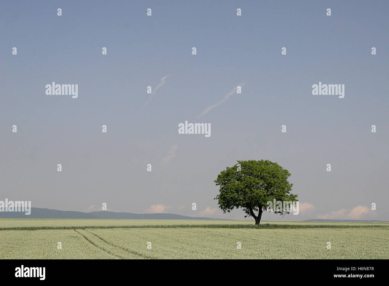 Tree Pos High Resolution Stock Photography and Images - Alamy