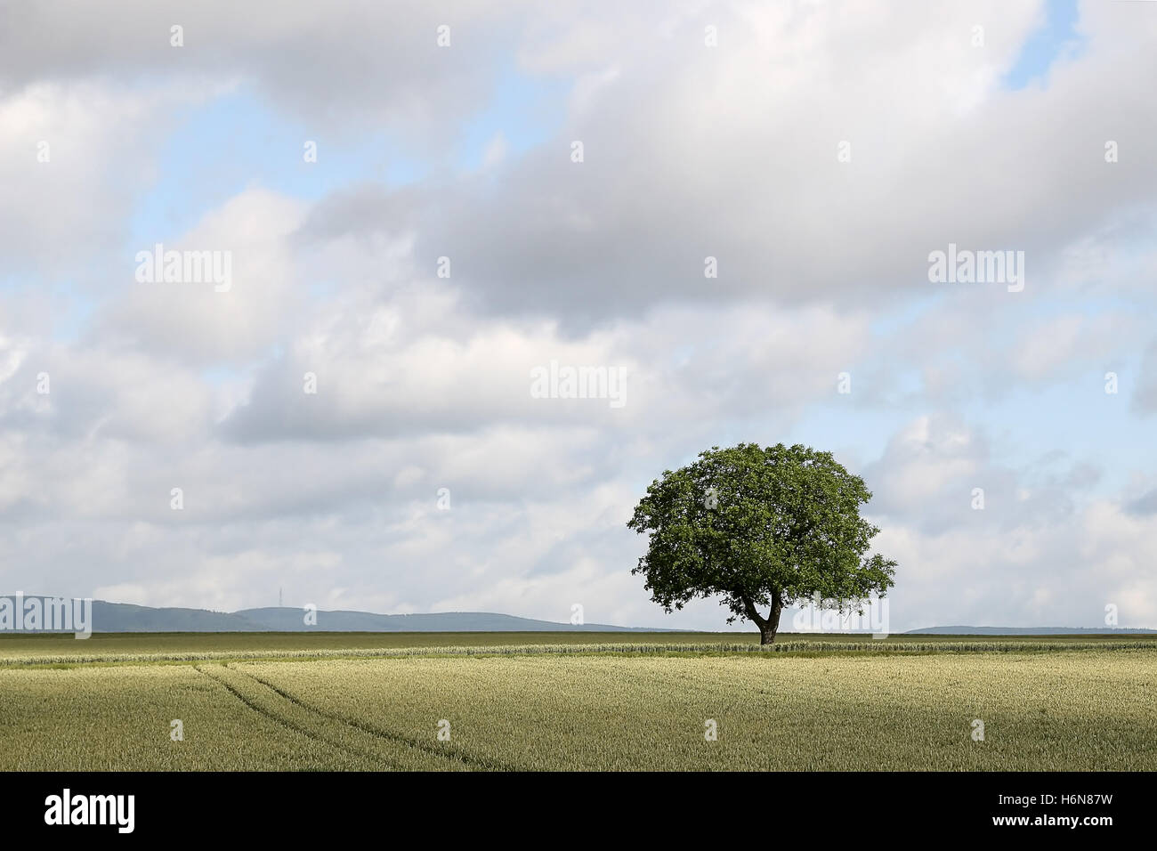 Tree Pos High Resolution Stock Photography and Images - Alamy