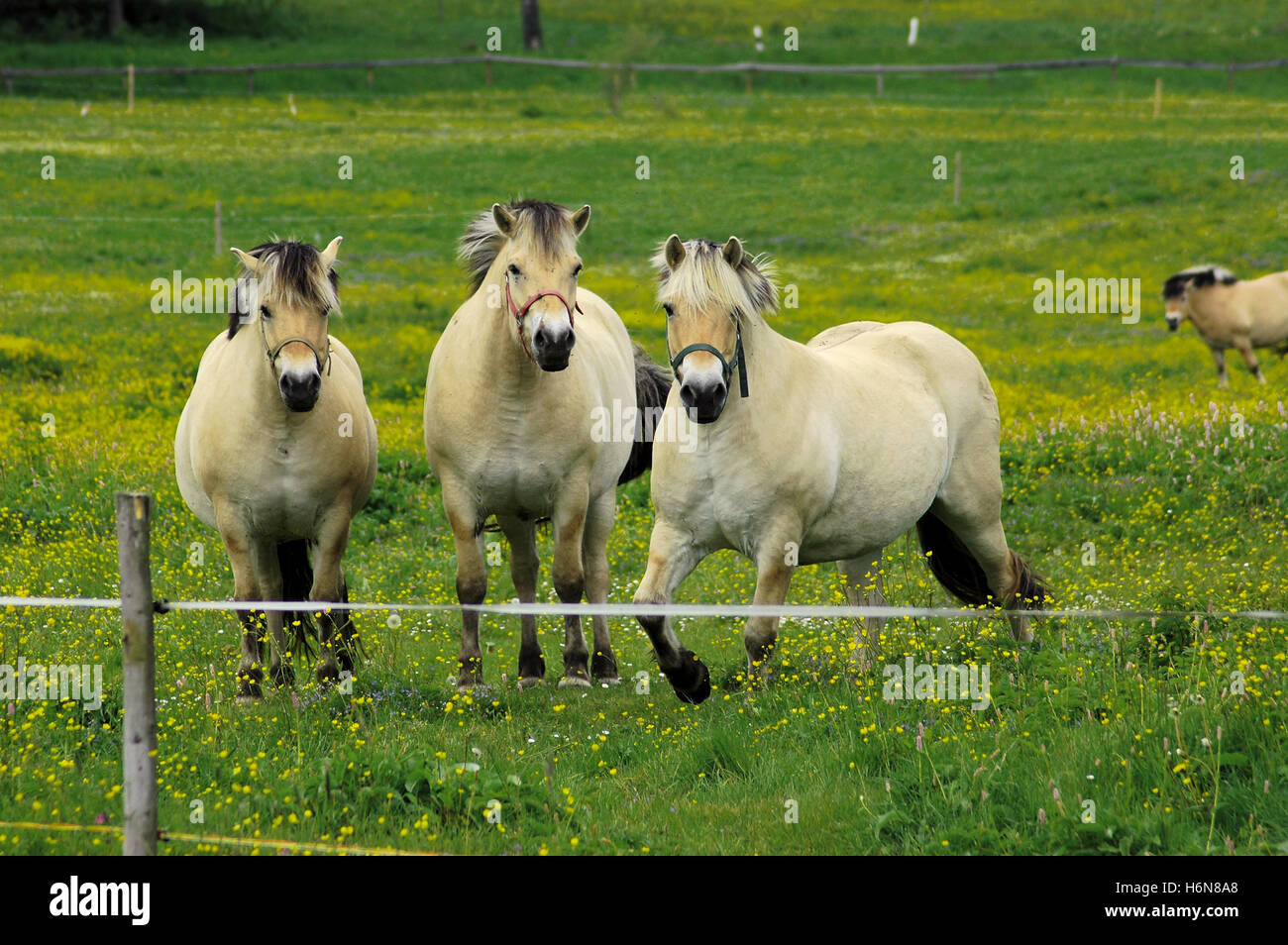 6 horses hi-res stock photography and images - Alamy