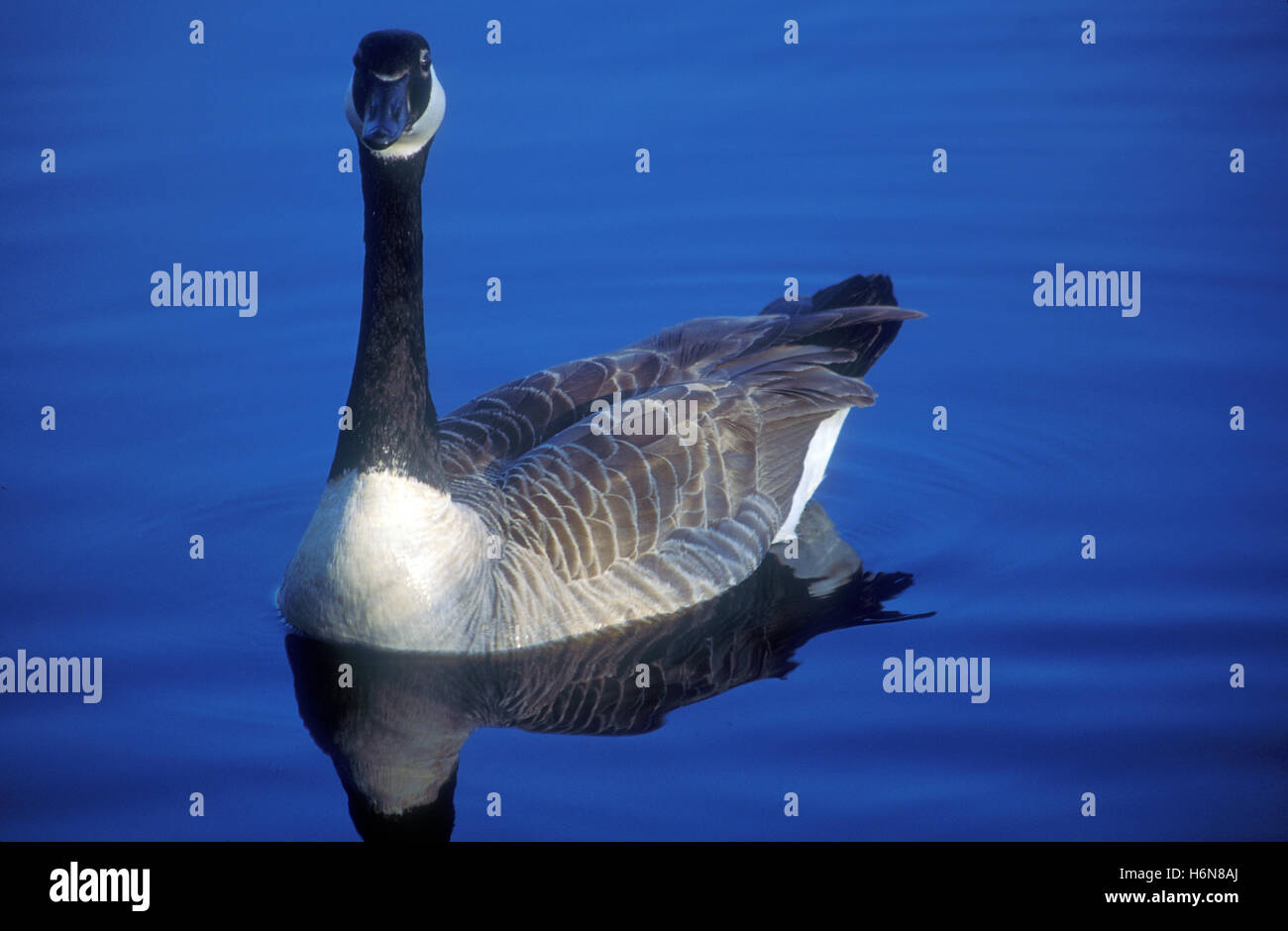 Fen birds hi-res stock photography and images - Alamy