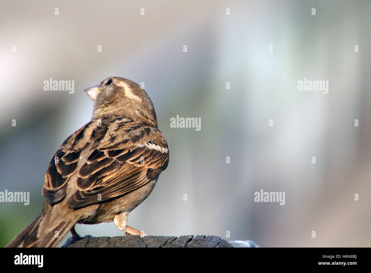 Sparrow birds hi-res stock photography and images - Alamy