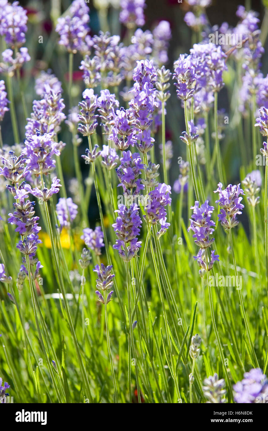 Herbs lavender bloom bed hi-res stock photography and images - Alamy